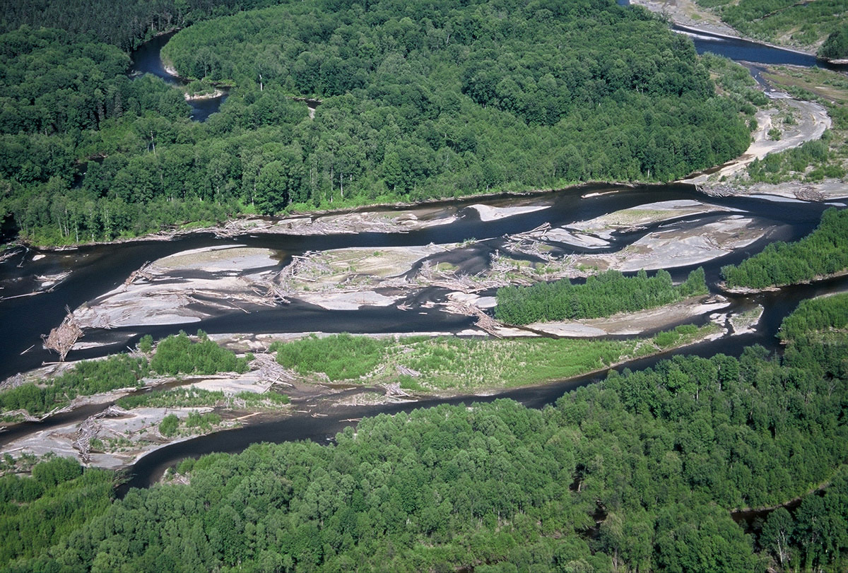 World’s Largest Fish Edges Toward Extinction - Wild Salmon Center