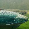 Snake River: Why It's Time to Remove the Dams - Wild Salmon Center