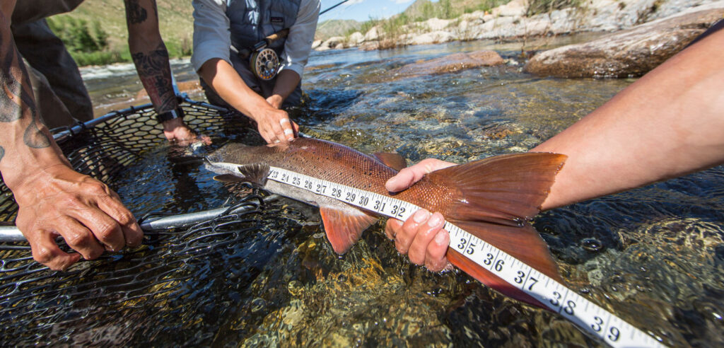 The Taimen Fund Closes, Entrusts Mongolia Work to Wild Salmon Center ...
