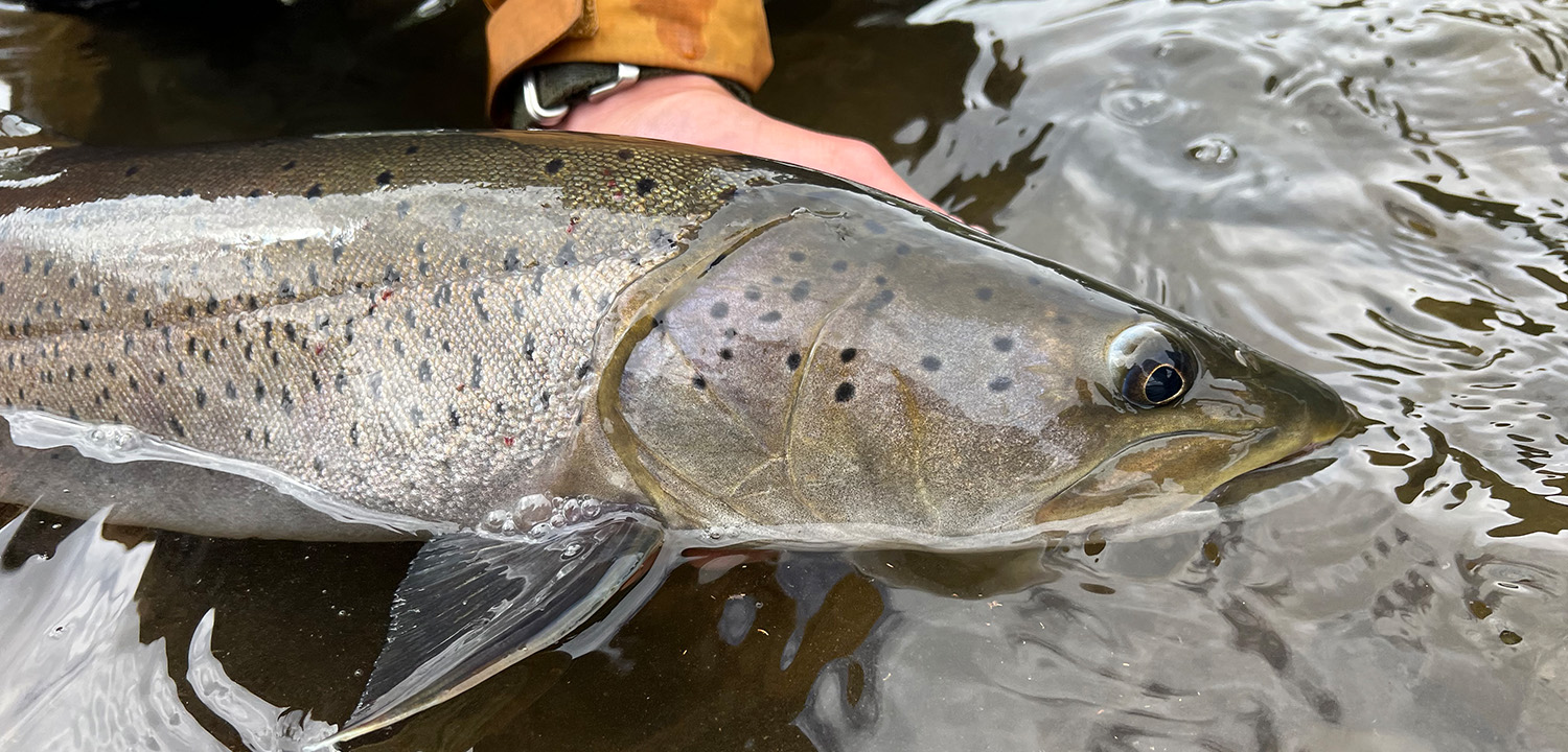 The Taimen Fund Closes, Entrusts Mongolia Work to Wild Salmon Center ...