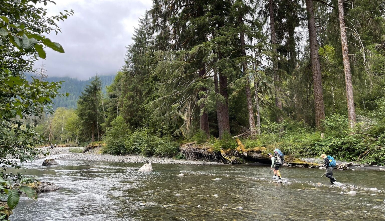 The mystery of the Hoh River Spring Chinook - Wild Salmon Center